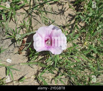 Narrowleaf Morning Glory (Ipomoea bolusiana Stock Photo - Alamy