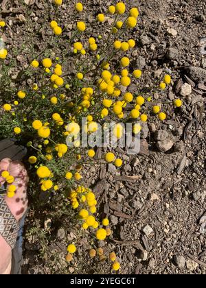 stinknet (Oncosiphon pilulifer Stock Photo - Alamy
