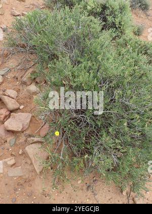 Grey Bietou (Osteospermum incanum Stock Photo - Alamy