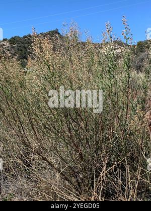 desert baccharis (Baccharis sergiloides Stock Photo - Alamy