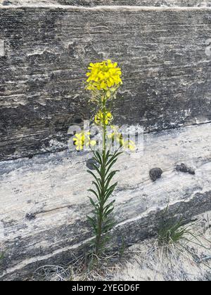 Prairie-rocket Wallflower (Erysimum asperum Stock Photo - Alamy