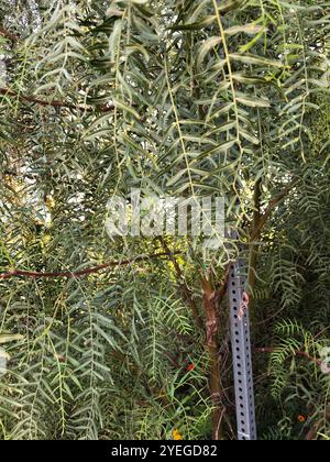 Peruvian Pepper Tree (Schinus molle Stock Photo - Alamy