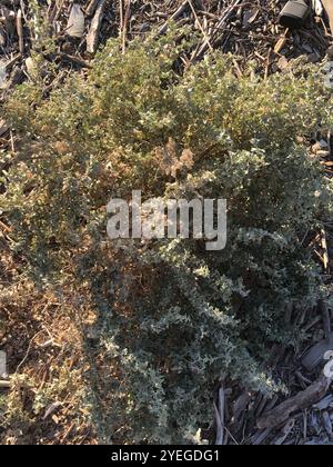 big saltbush (Atriplex lentiformis Stock Photo - Alamy
