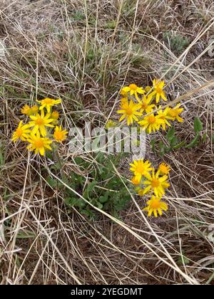 Prairie Groundsel (Packera plattensis Stock Photo - Alamy