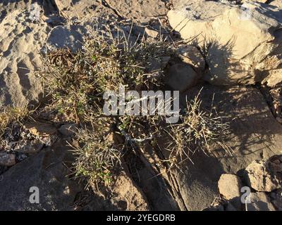 Spiny Greasebush (Glossopetalon spinescens Stock Photo - Alamy