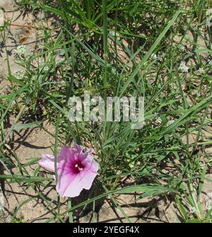 Narrowleaf Morning Glory (Ipomoea bolusiana) Plantae Stock Photo - Alamy