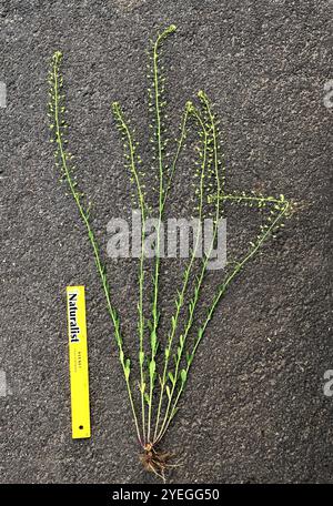 garlic penny-cress (Mummenhoffia alliacea Stock Photo - Alamy