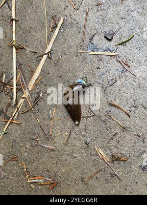 ater-group Arion Slugs (Arion Stock Photo - Alamy
