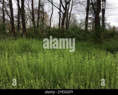 garlic penny-cress (Mummenhoffia alliacea Stock Photo - Alamy