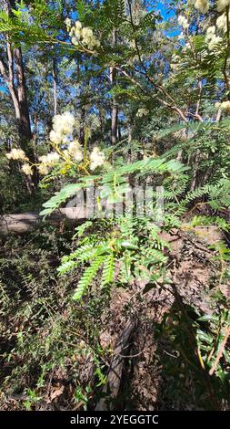 Sunshine Wattle (Acacia terminalis Stock Photo - Alamy