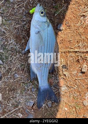White Bass (Morone chrysops Stock Photo - Alamy