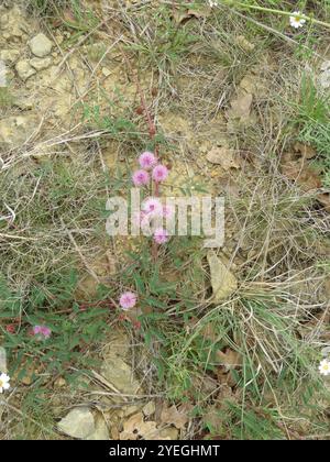 littleleaf sensitive-briar (Mimosa microphylla Stock Photo - Alamy