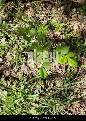 Oregon Ash (Fraxinus latifolia Stock Photo - Alamy