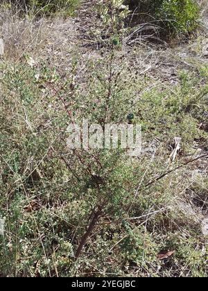 Short-leaf Bluebush (Maireana brevifolia Stock Photo - Alamy