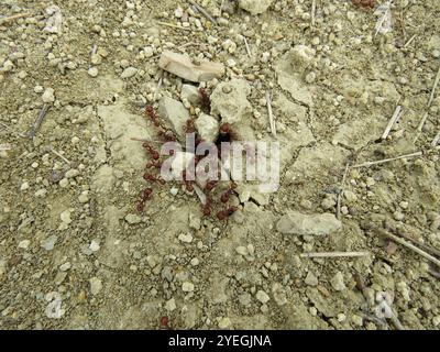 Red Harvester Ant (Pogonomyrmex barbatus Stock Photo - Alamy