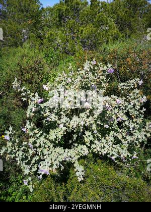 Sea Mallow (Malva subovata Stock Photo - Alamy