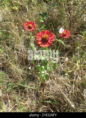 African Common White (Belenois creona severina Stock Photo - Alamy