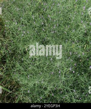 Panicled Foldwing (Dicliptera paniculata Stock Photo - Alamy