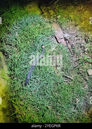 Hallowell's Coffee Snake (Ninia atrata Stock Photo - Alamy
