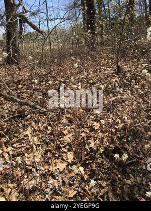 Running Serviceberry (Amelanchier stolonifera Stock Photo - Alamy