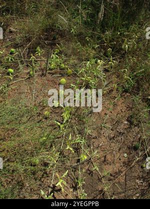 South African Spiny Cucumber (Cucumis zeyheri) Plantae Stock Photo - Alamy