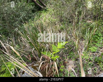 giant wild rye (Leymus condensatus Stock Photo - Alamy