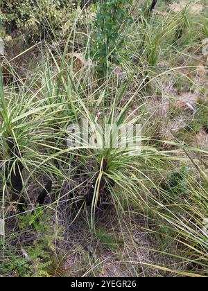 Monkeys Tail (Xerophyta retinervis Stock Photo - Alamy