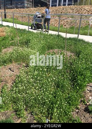garlic penny-cress (Mummenhoffia alliacea Stock Photo - Alamy