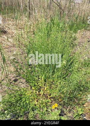 garlic penny-cress (Mummenhoffia alliacea), Plantae, Lorton, VA, USA ...