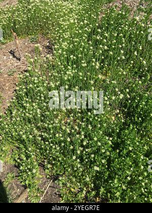 garlic penny-cress (Mummenhoffia alliacea Stock Photo - Alamy