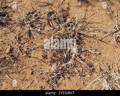 African stink ant (Paltothyreus tarsatus Stock Photo - Alamy