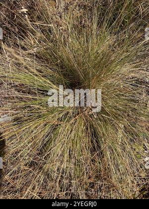 Wire grass (Aristida stricta Stock Photo - Alamy