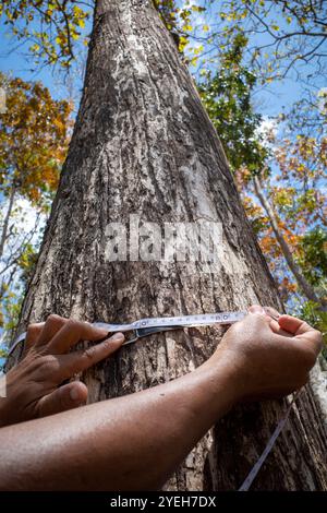 Measuring the circumference of teak tree trunks, Tectona grandis, using ...