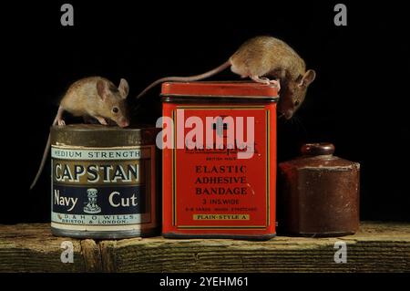 Adult house mice Dorset, UK Stock Photo - Alamy