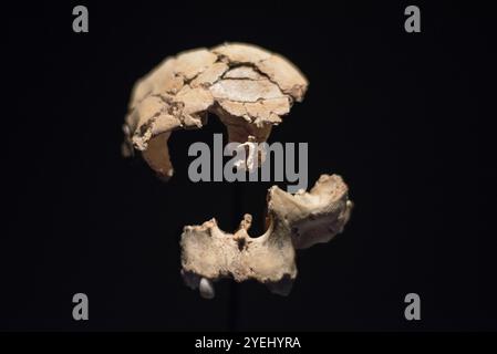 Prehistoric human fossil, Homo antecessor cranium on black isolated ...