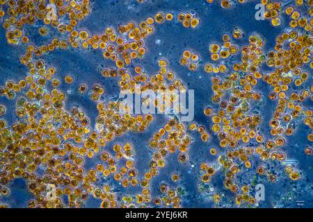 Symbiotic algae (zooxanthellae) from Aiptasia sp., probably belonging ...
