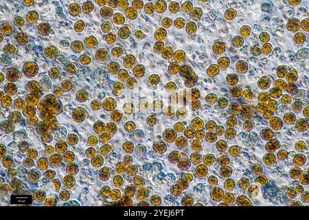 Symbiotic algae (zooxanthellae, Cladocopium sp.) extracted from the ...