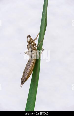 Dragonfly exuvia, sloughing, empty exuvia, envelope of a dragonfly ...