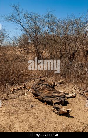 Carcass of cow dead due to drought, in the Caatinga, countryside of ...