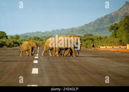 Elephants crossing the tar landing strip. Zambian landscape with ...