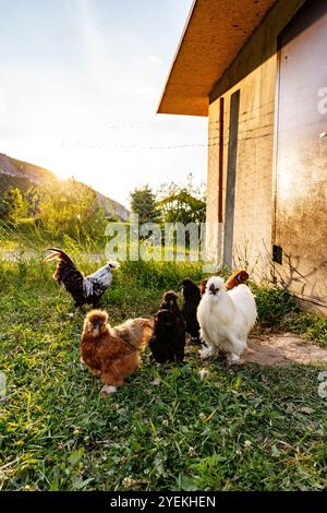 A group of chickens enjoying the late afternoon sun near a rustic barn ...