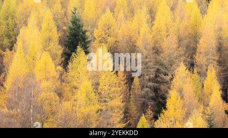 Golden autumnal larch trees create a serene and vibrant forest ...