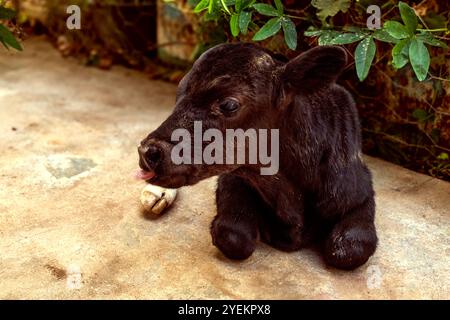 cattle raised on fattening farms for meat and milk Stock Photo - Alamy