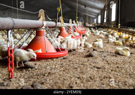 Poultry breeding, aviculture, chicken farming, poultry care, bird ...