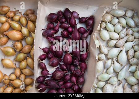 Over wintering onion sets prior to planting Stock Photo - Alamy