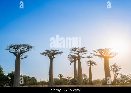 The iconic baobab tree silhouetted against a vibrant blue sky at sunset ...