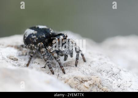 Goldaugen-Springspinne, Goldaugenspringspinne, Goldäugige Springspinne ...