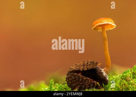 Fungi species, Felbrigg, Norfolk, United Kingdom, 30 October 2024 Stock ...
