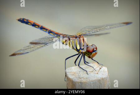 Dragonfly Sympetrum baccha matutinum female. Yangdong, Gyeongju-si ...