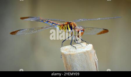 Dragonfly Sympetrum baccha matutinum female. Yangdong, Gyeongju-si ...